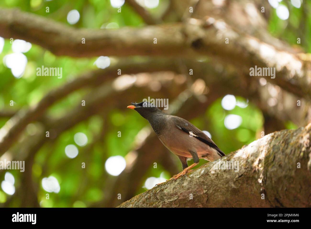Rajdhani satara hi-res stock photography and images - Alamy