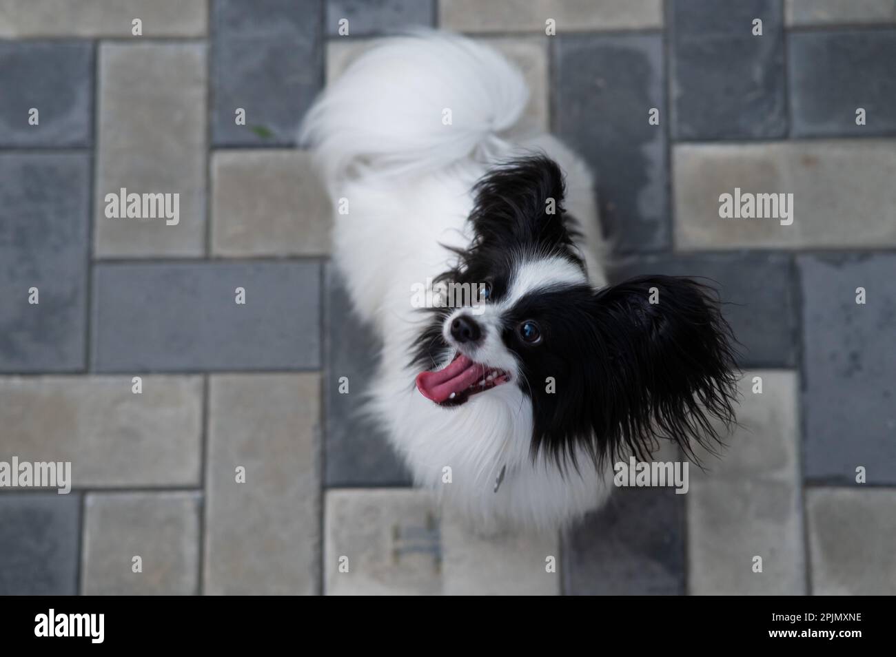 Top view of pappilion dog on the sidewalk. Portrait of a black and ...