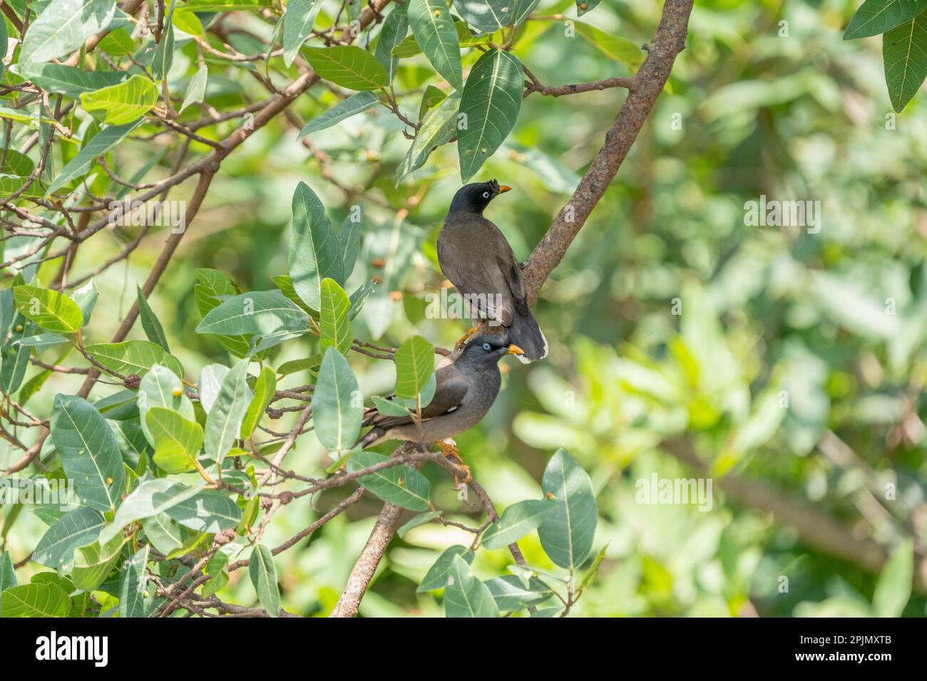 Jungle maina, satara maharashtra india Stock Photo - Alamy