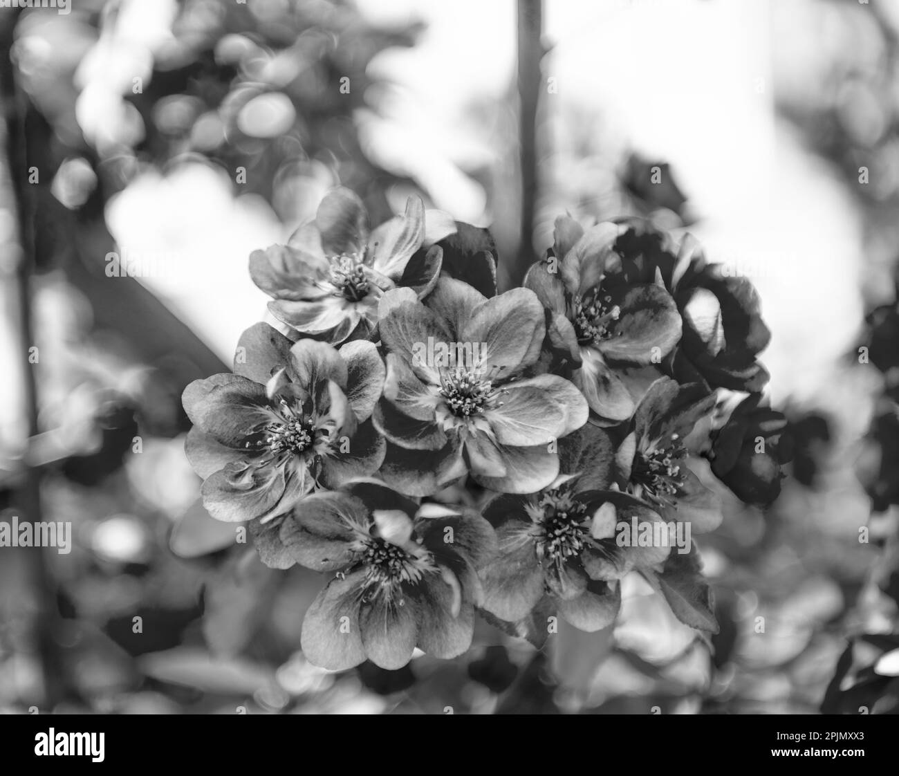 pink sakura flower on blooming spring tree. sakura branch Stock Photo ...