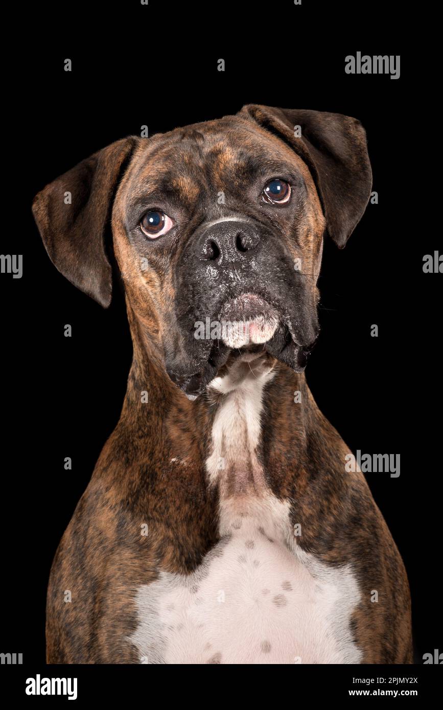 dog portraits happy Stock Photo - Alamy