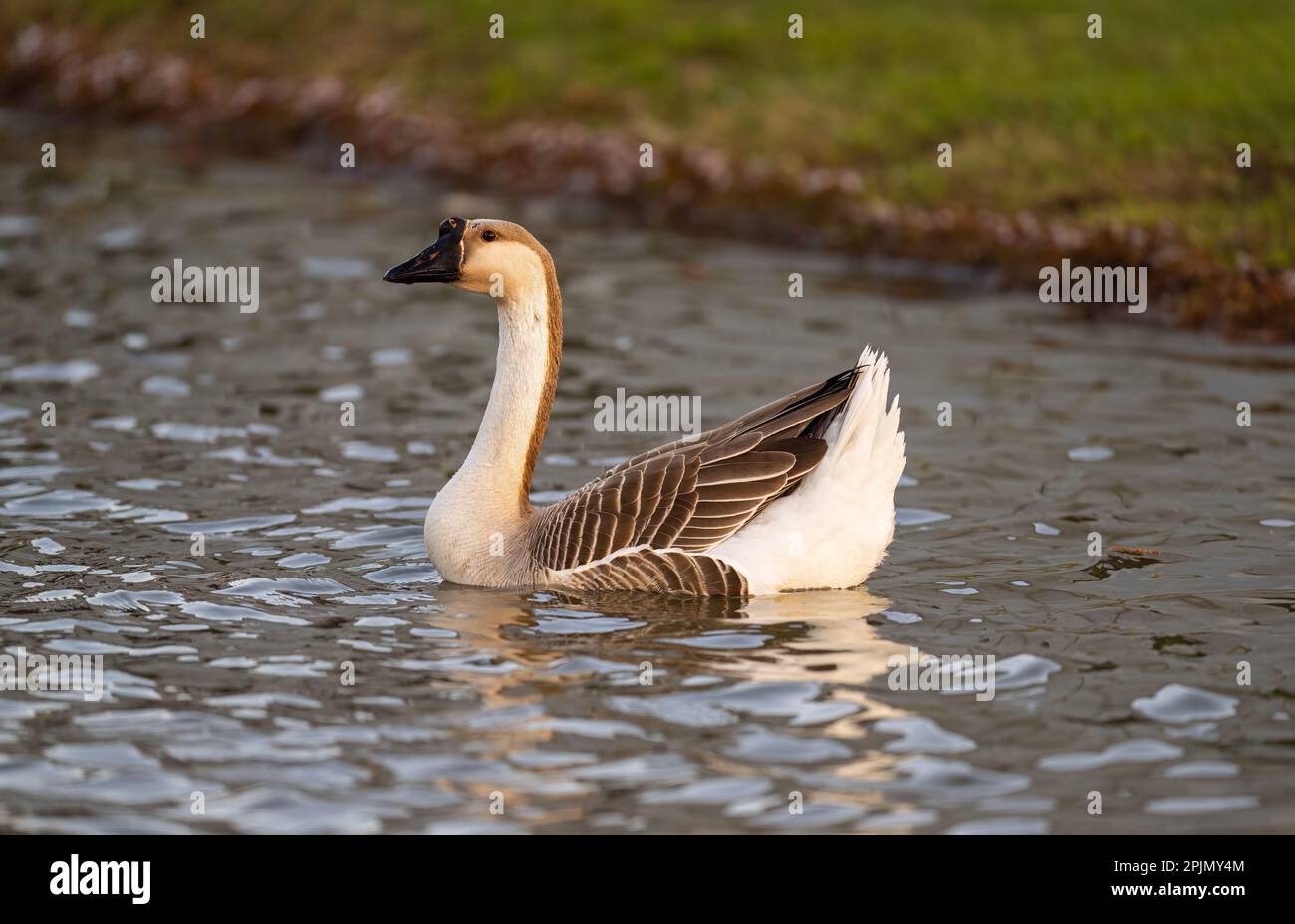 A goose peacefully floating in a body of water surrounded by lush green ...