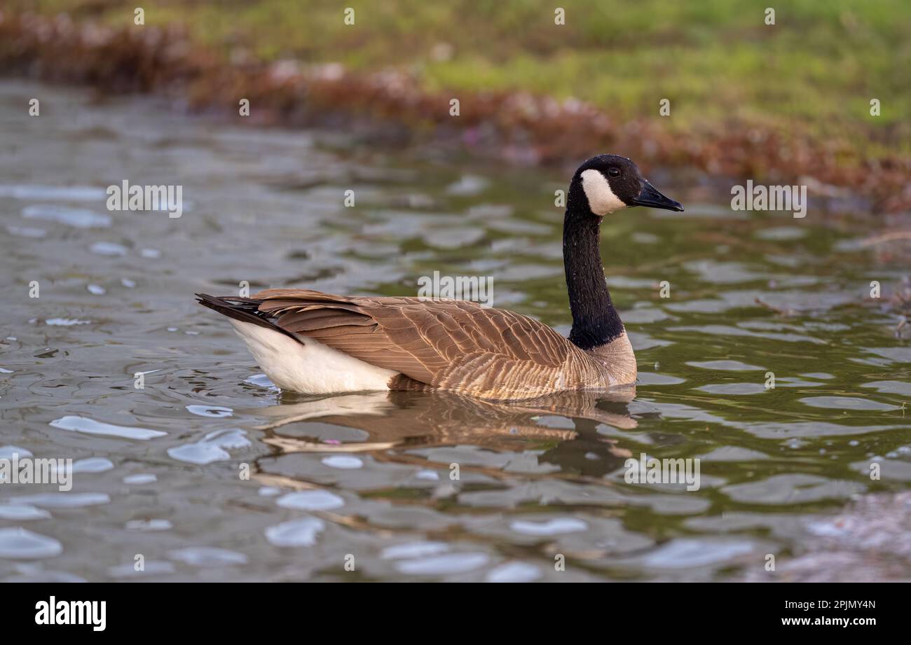 A goose peacefully floating in a body of water surrounded by lush green ...