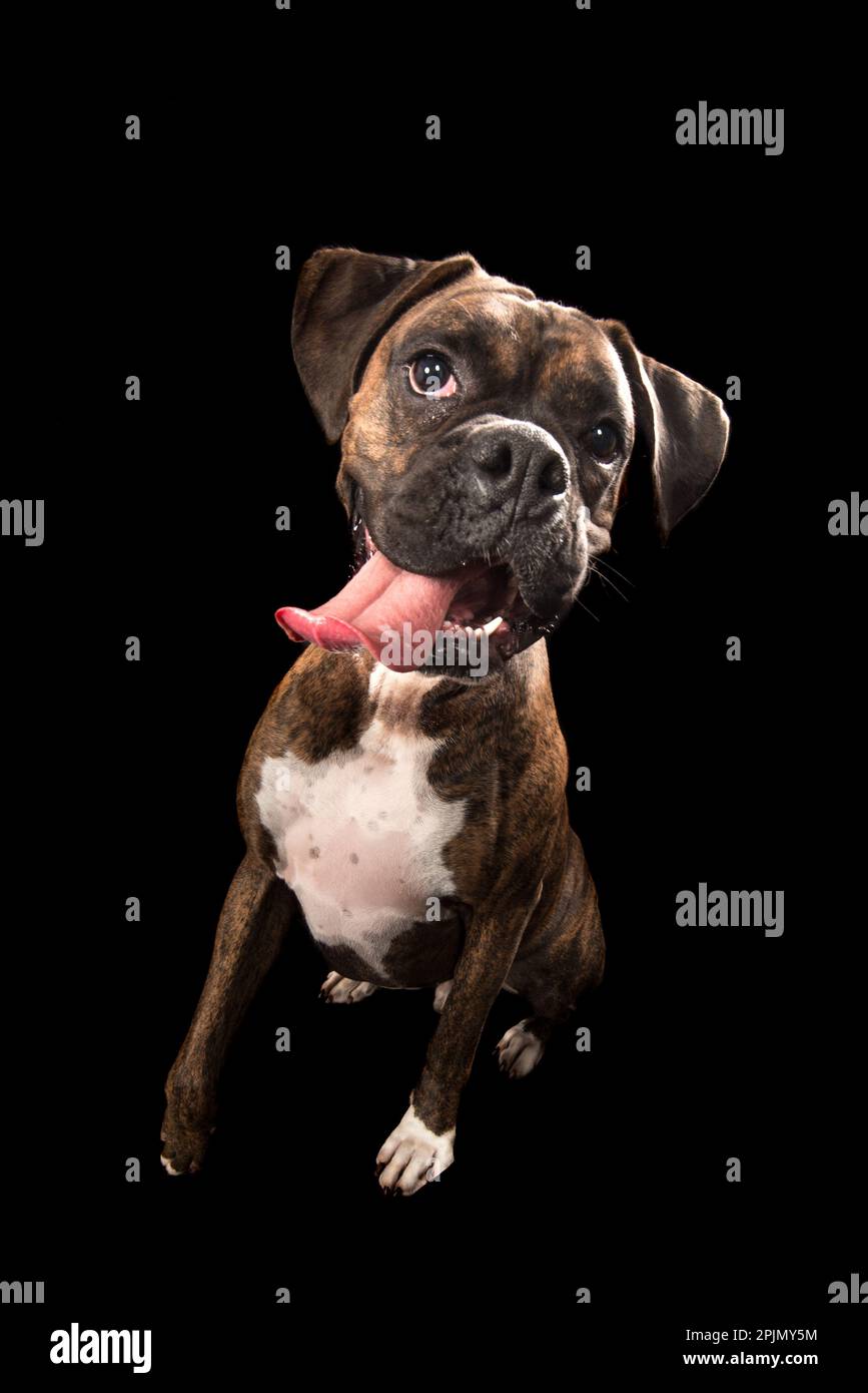 dog portraits happy Stock Photo - Alamy