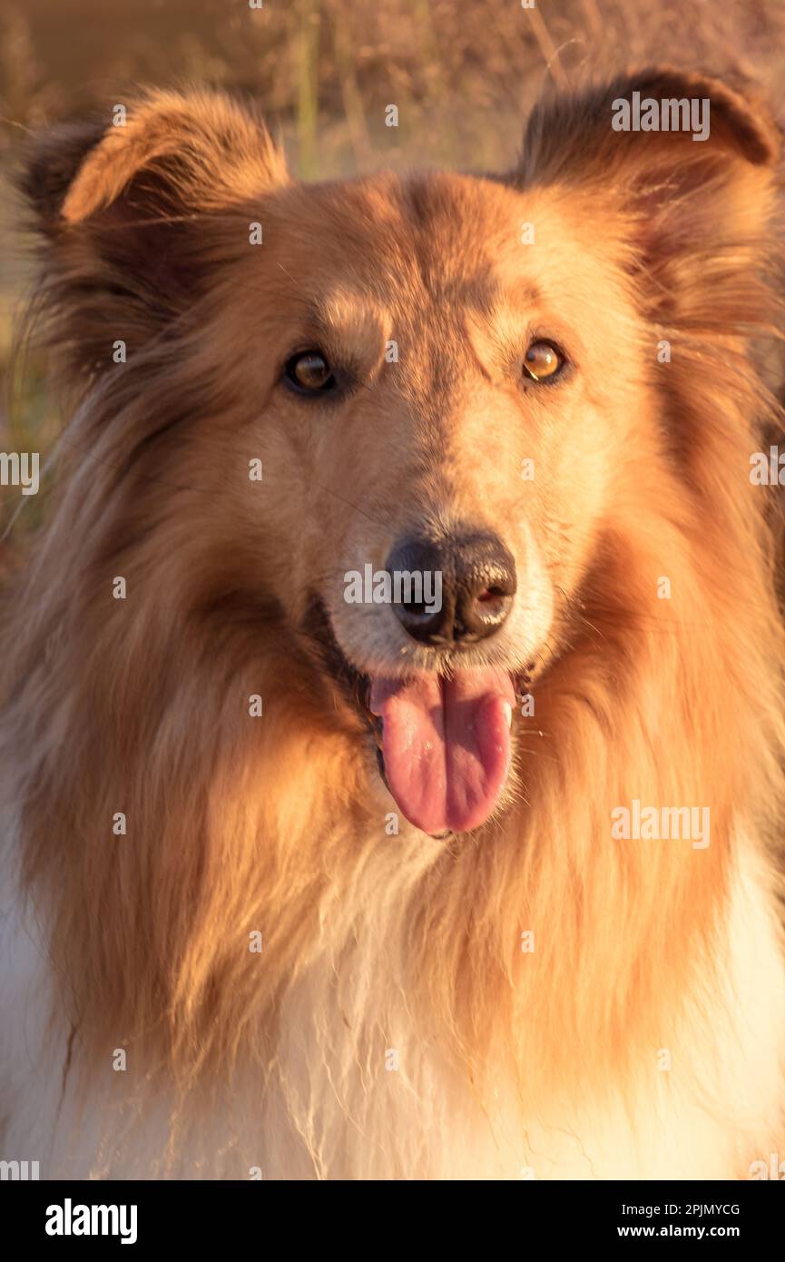 dog portraits happy Stock Photo - Alamy