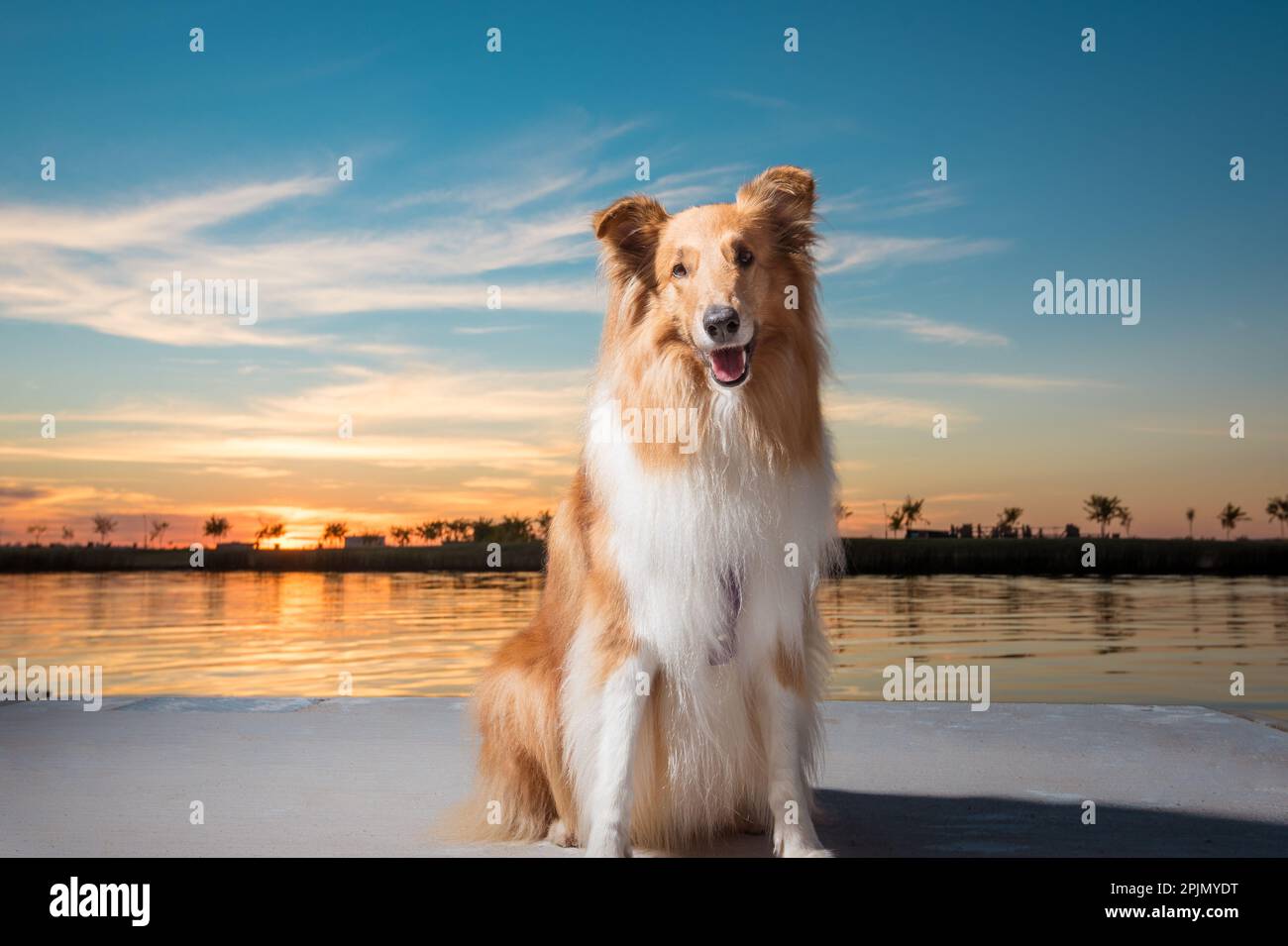 Perro lassie hi-res stock photography and images - Alamy