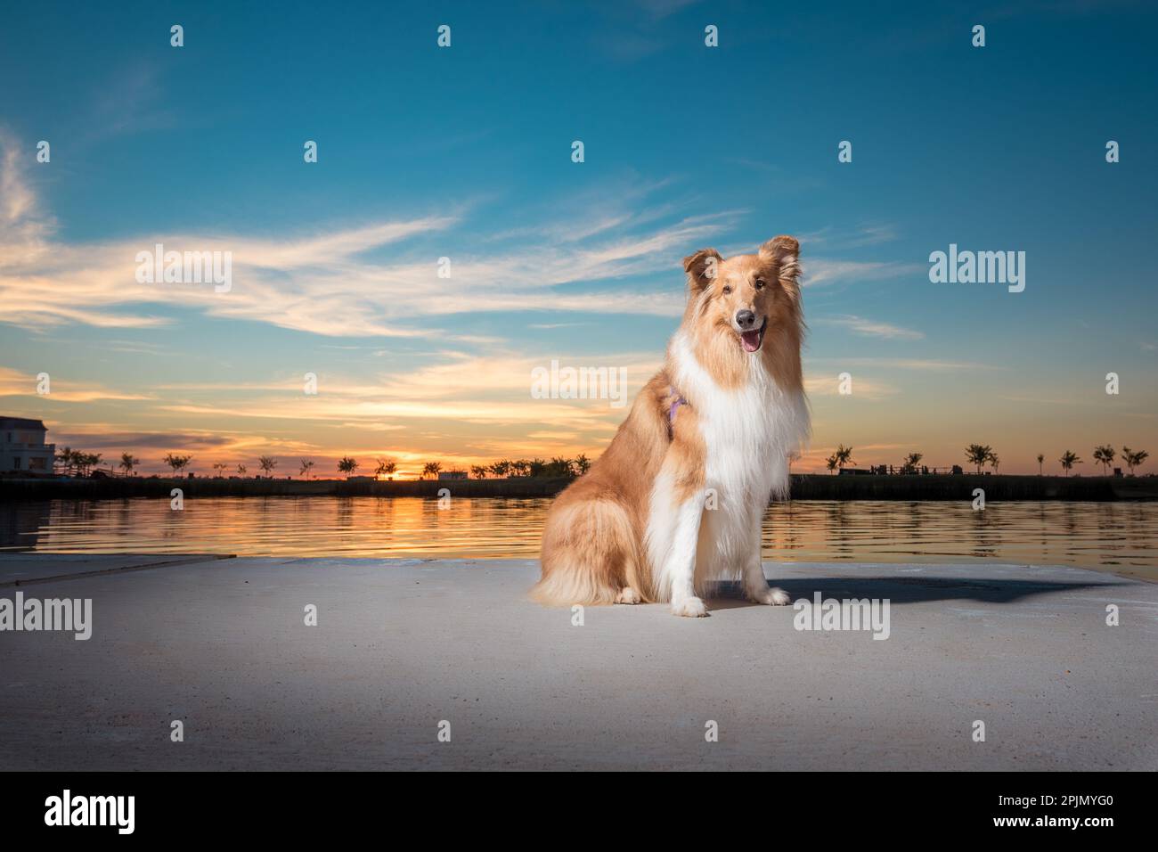 dog portraits happy Stock Photo - Alamy