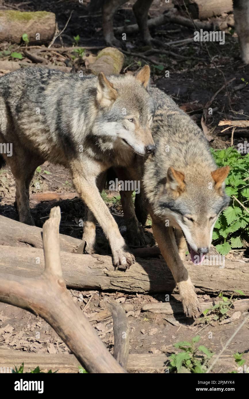 Wild Place Project, Bristol, UK. 3rd Apr, 2023. Wolves prowl in the ...