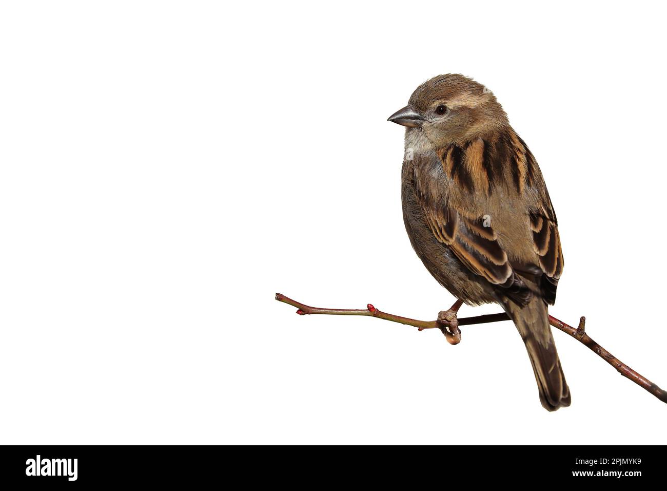 Branch tree on sunset Cut Out Stock Images & Pictures - Alamy