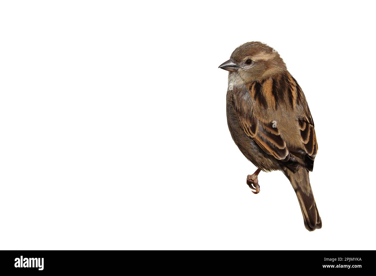 Sparrow bird perched cutout. House sparrow female songbird (Passer ...