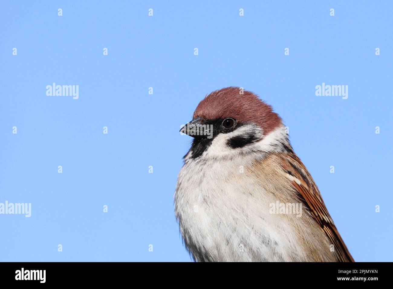 Sparrow bird close up. House sparrow female songbird (Passer domesticus ...