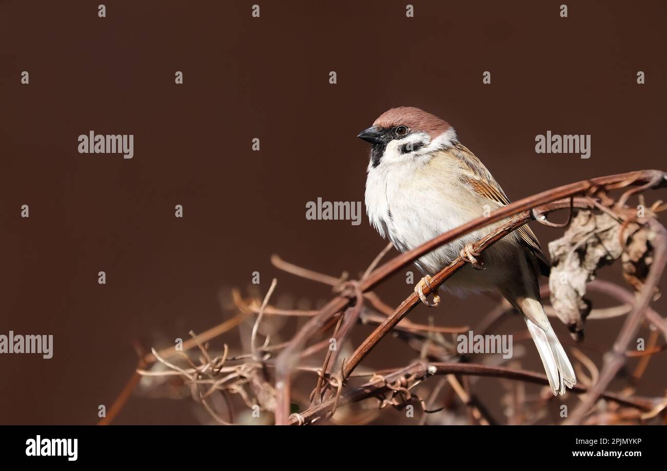Sparrow bird perched on tree branch. House sparrow female songbird ...
