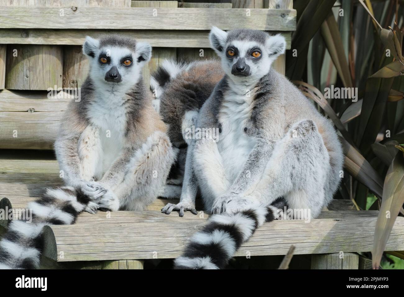 Bristol zoo lemur hi-res stock photography and images - Alamy
