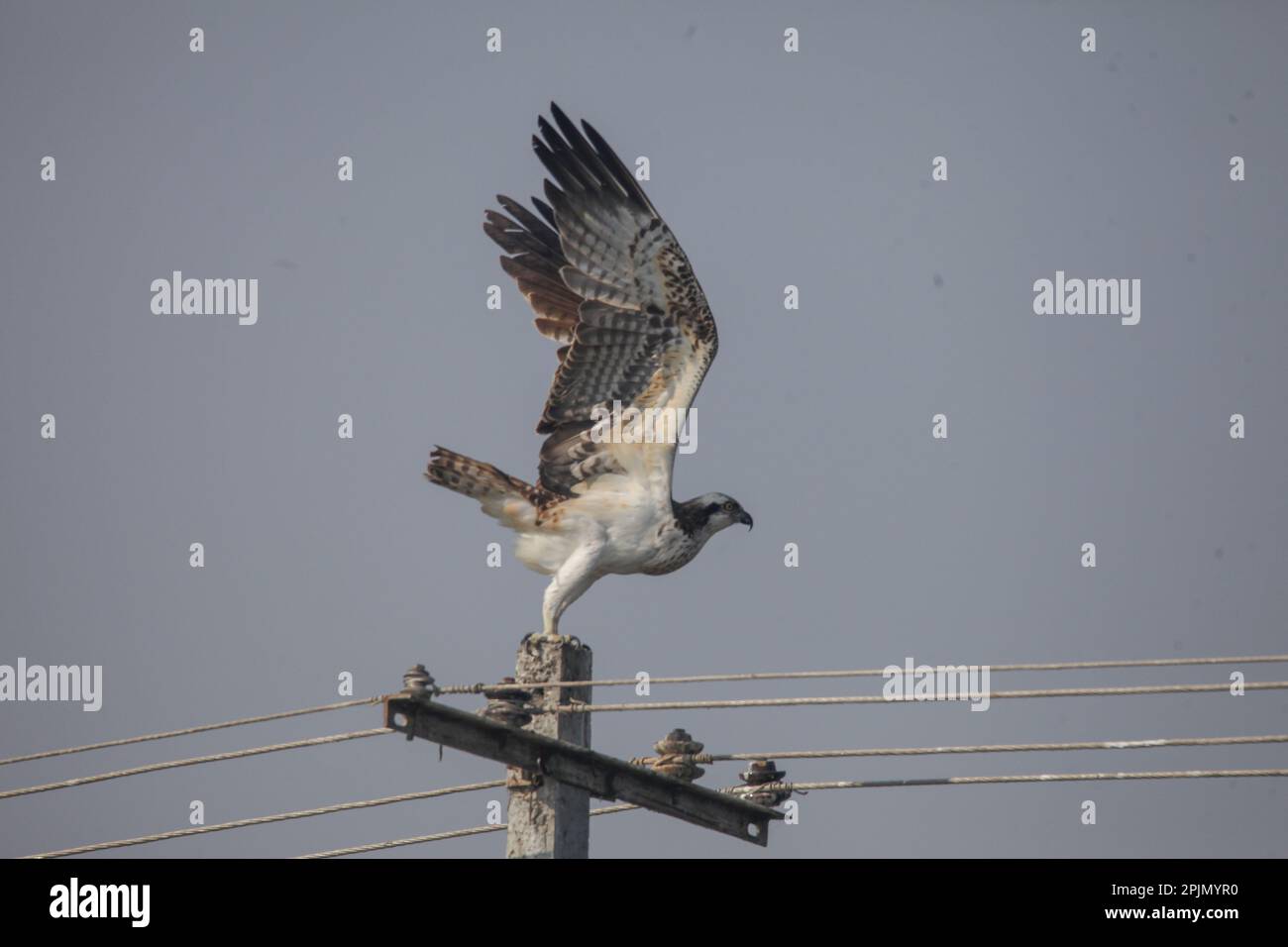 osprey (Pandion haliaetus), satara maharashtra india.jpg (2 Stock Photo ...