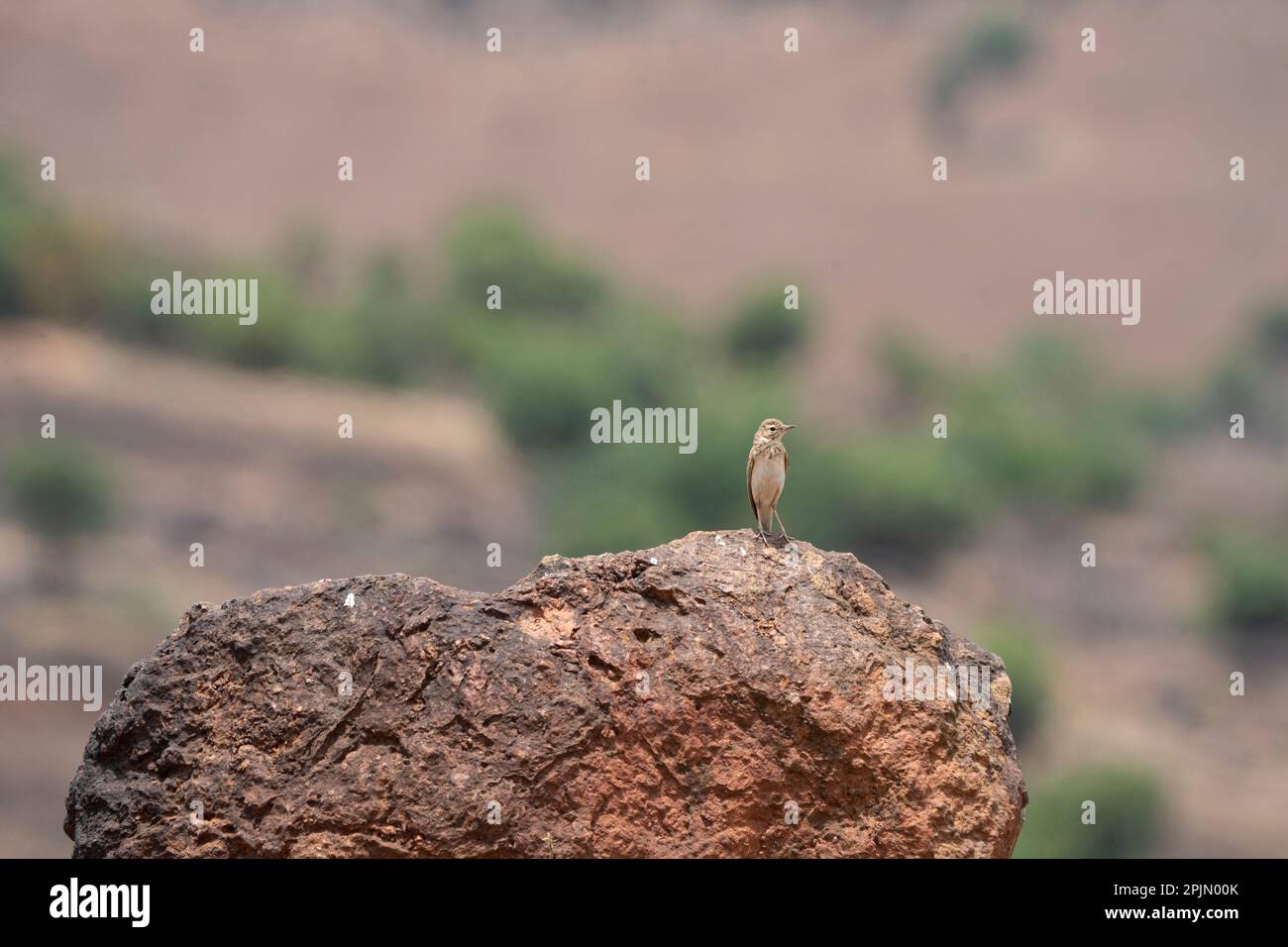 Indian pipit hi-res stock photography and images - Alamy