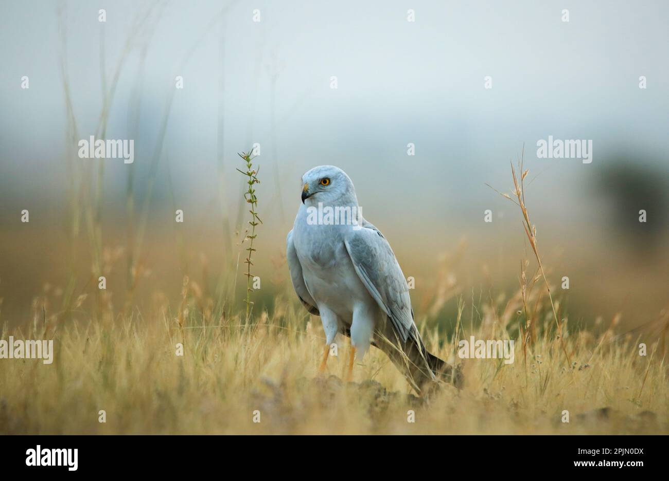 Common pallid harrier hi-res stock photography and images - Alamy
