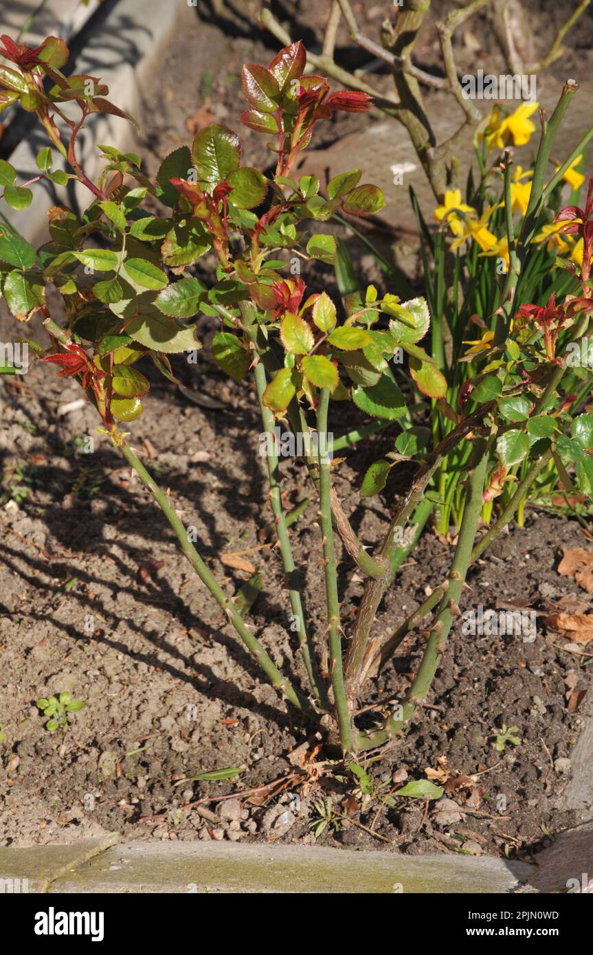 Kastrup/Copenhagen /Denmark/03 April 2023/Spring weather rose plants in ...