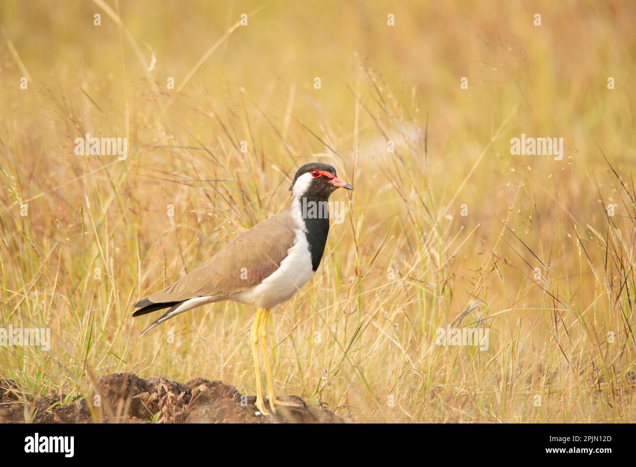 red-wattled lapwing (Vanellus indicus) , satara maharashtra india (1 ...