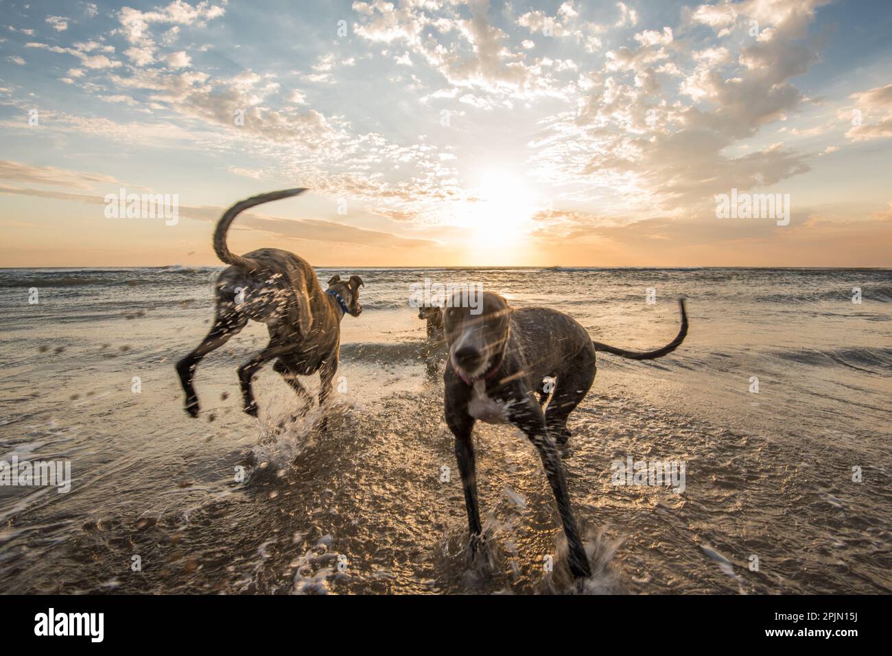dog portraits happy Stock Photo - Alamy