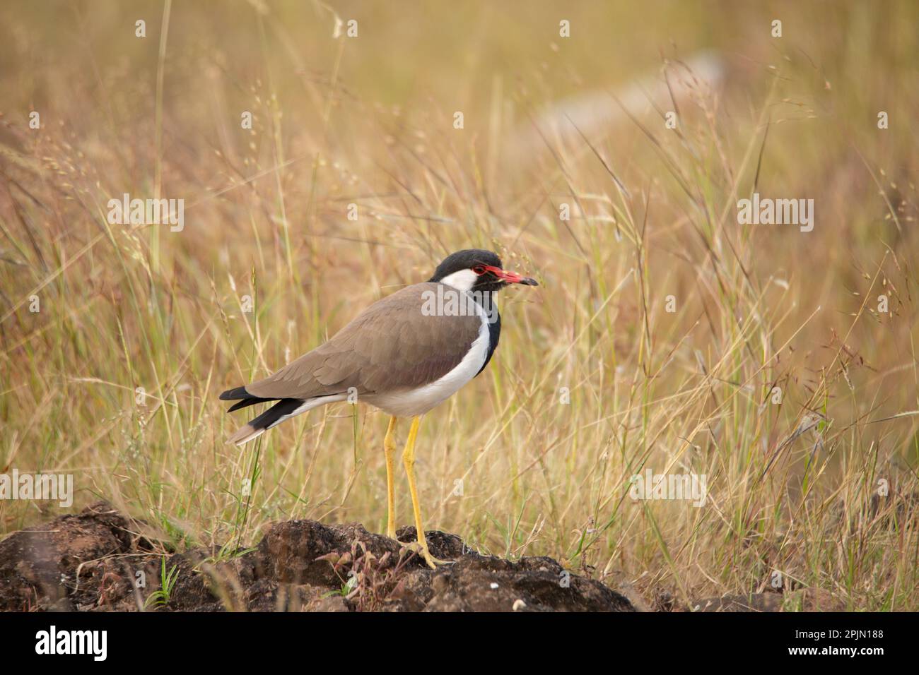 red-wattled lapwing (Vanellus indicus) , satara maharashtra india (1 ...