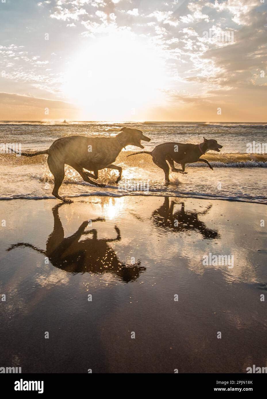 dog portraits happy Stock Photo - Alamy