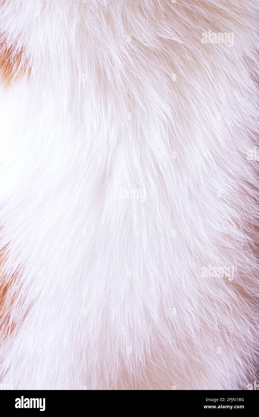 Background or texture of the animal's short white coat Stock Photo - Alamy