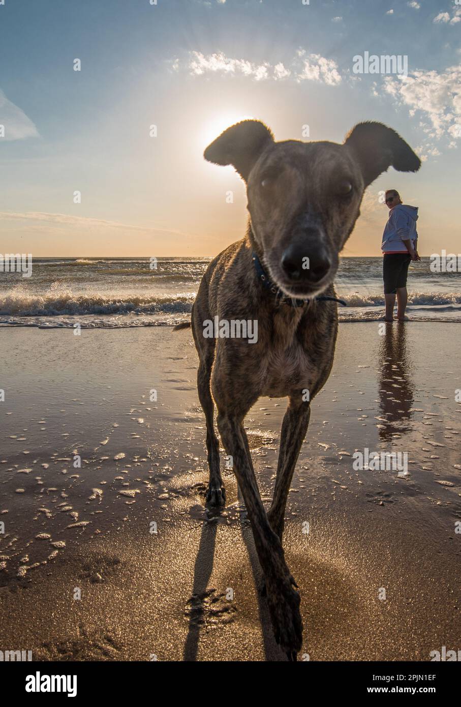dog portraits happy Stock Photo - Alamy