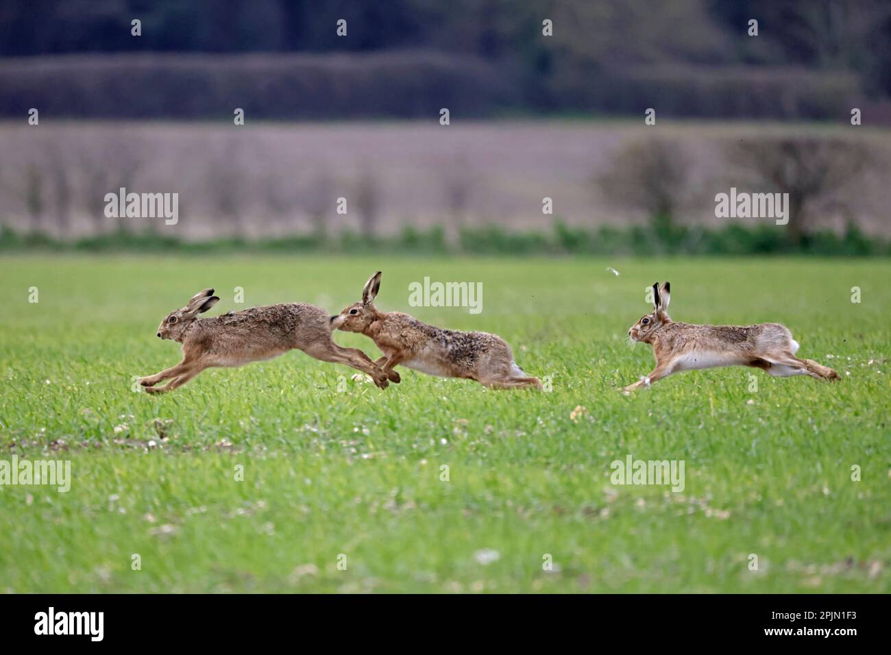 Three Brown Hares chasing each other in Norfolk UK Stock Photo - Alamy