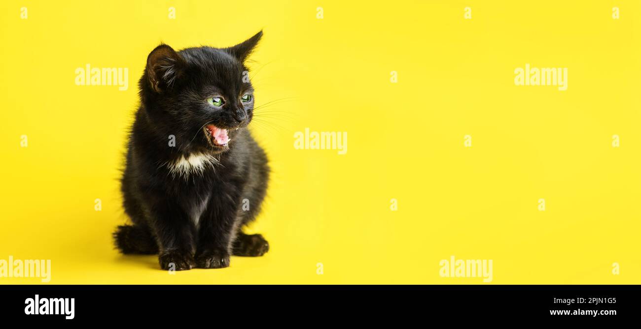 Funny screaming black kitten looking away in yellow background Stock ...