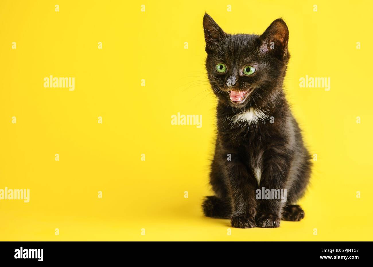 Funny happy surprised black kitten in yellow background Stock Photo - Alamy