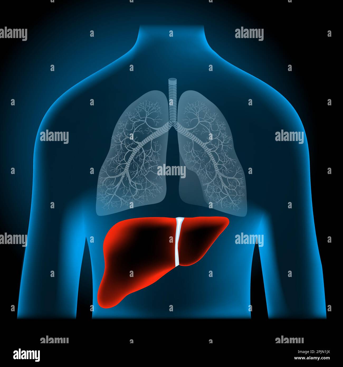 Location of Human liver. Red liver into x-ray blue realistic torso ...