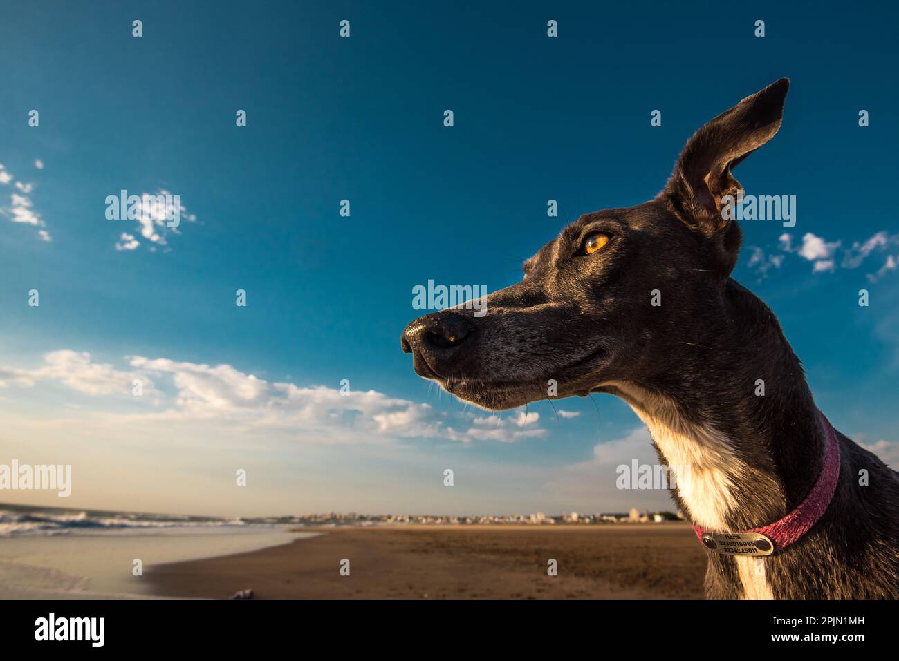 dog portraits happy Stock Photo - Alamy