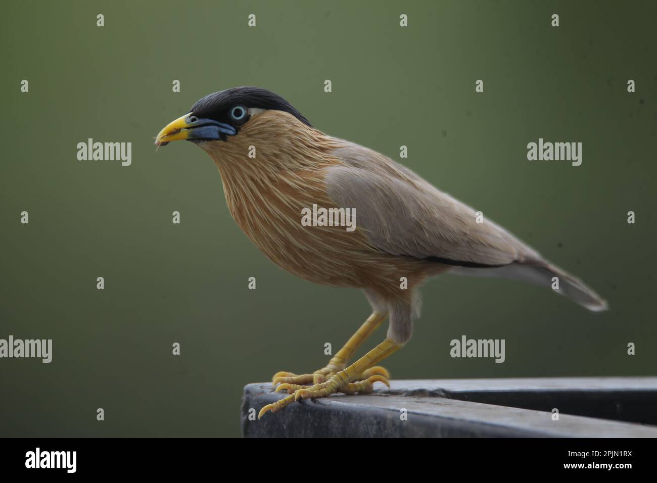 The brahminy myna or brahminy starling (Sturnia pagodarum), satara ...