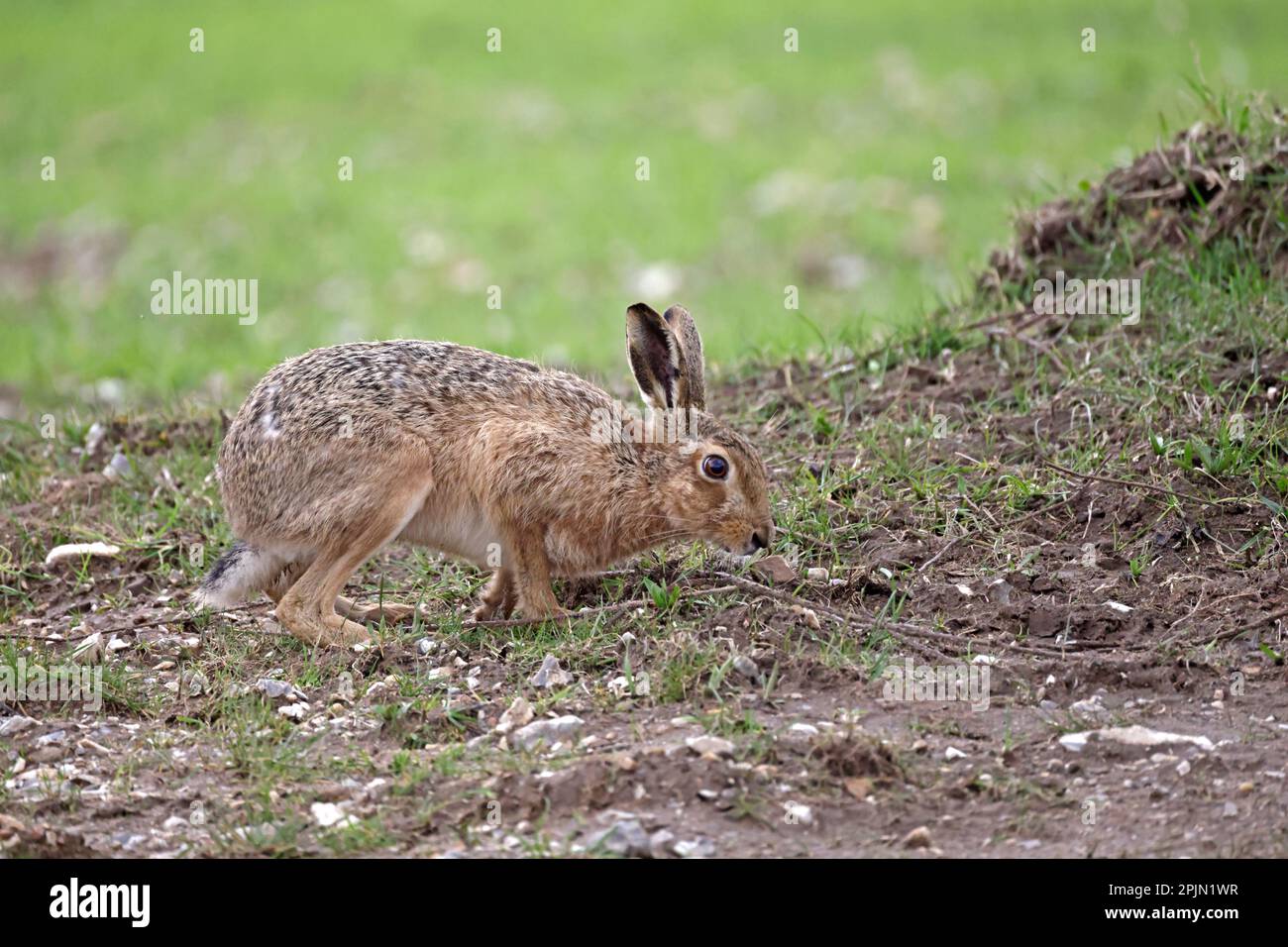 Brown Hare in Norfolk UK Stock Photo - Alamy