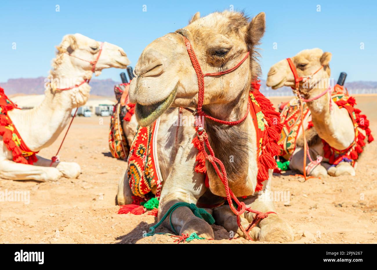 Harnessed riding camels resting in the desrt, Al Ula, Saudi Arabia ...