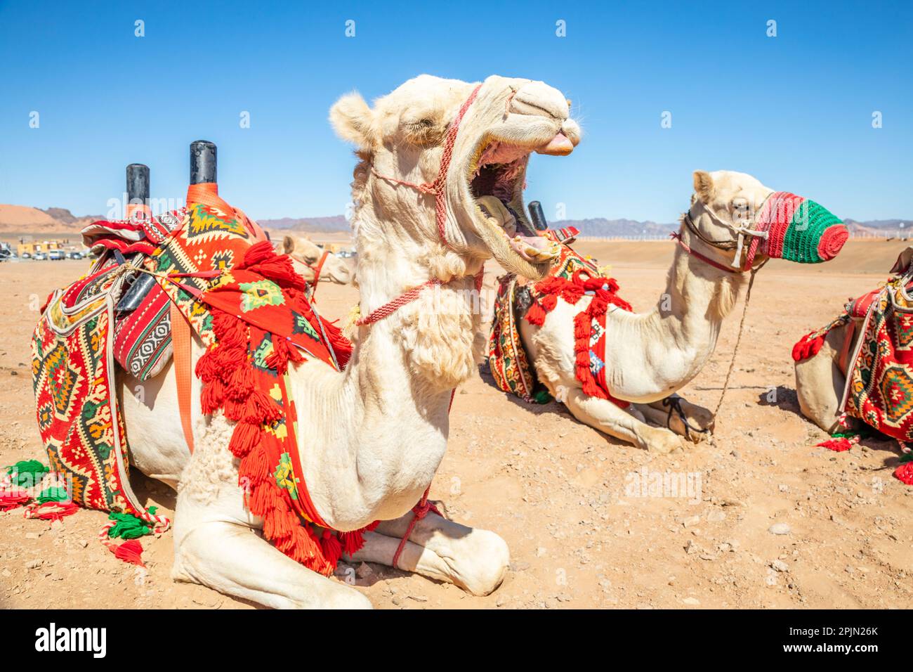 Yawning рarnessed riding camel resting in the desrt, Al Ula, Saudi ...