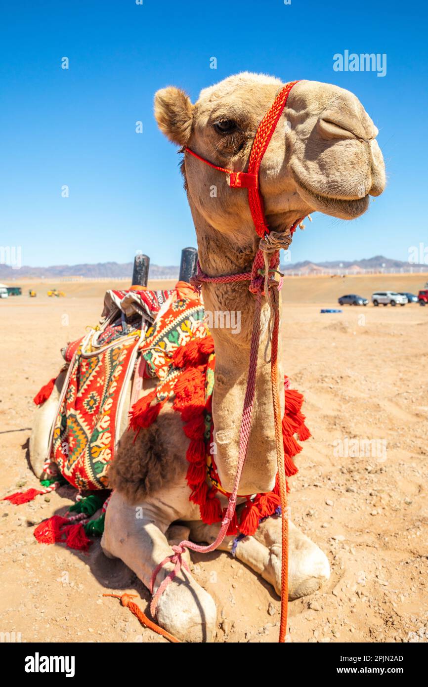 Harnessed riding camel resting in the desrt, Al Ula, Saudi Arabia Stock ...