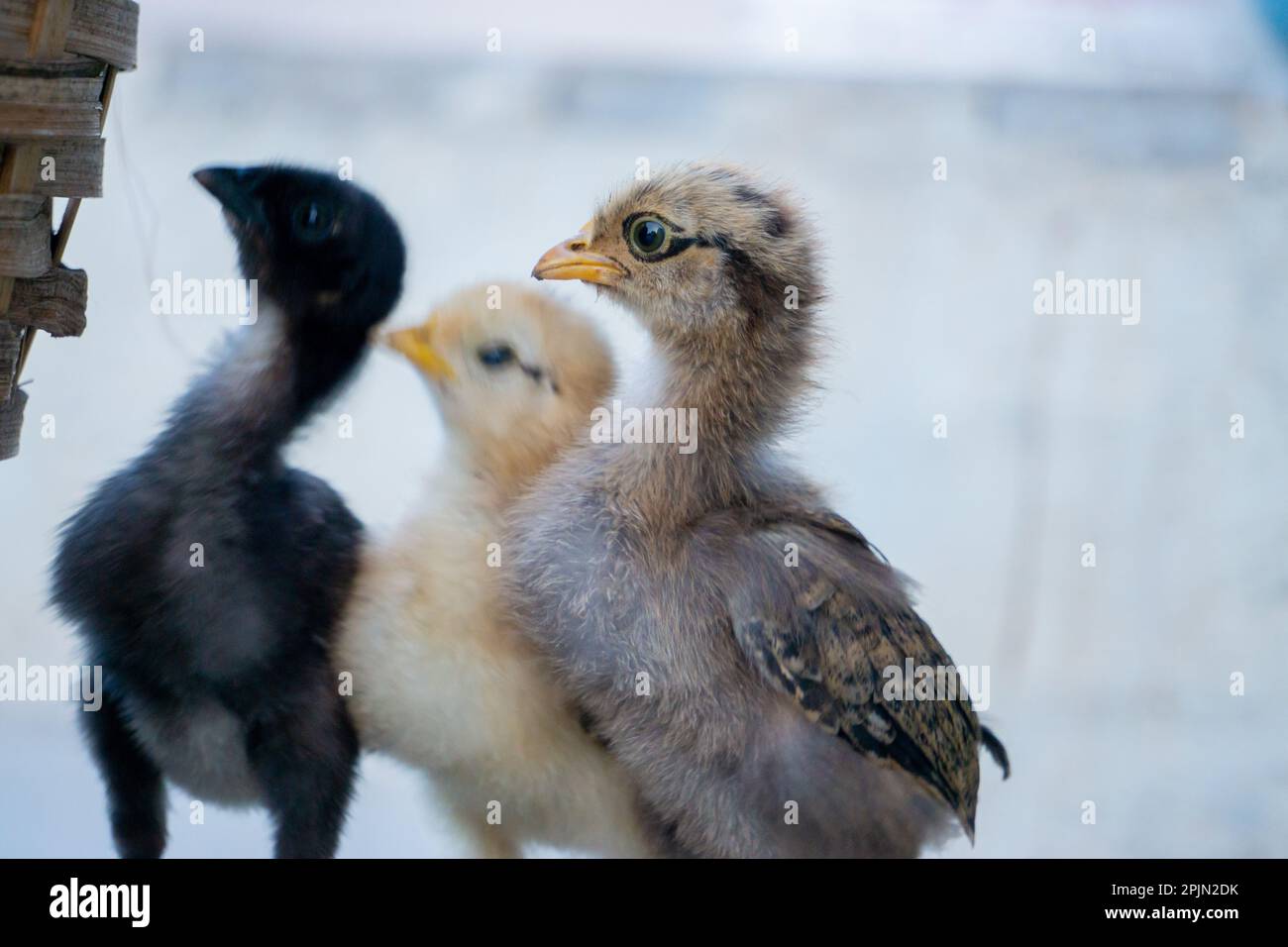 Variation of hen chicks, satara maharashtra india Stock Photo - Alamy