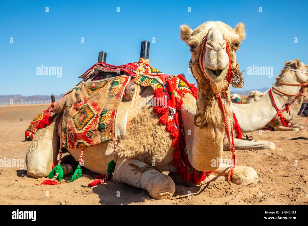 Harnessed riding camel resting in the desrt, Al Ula, Saudi Arabia Stock ...