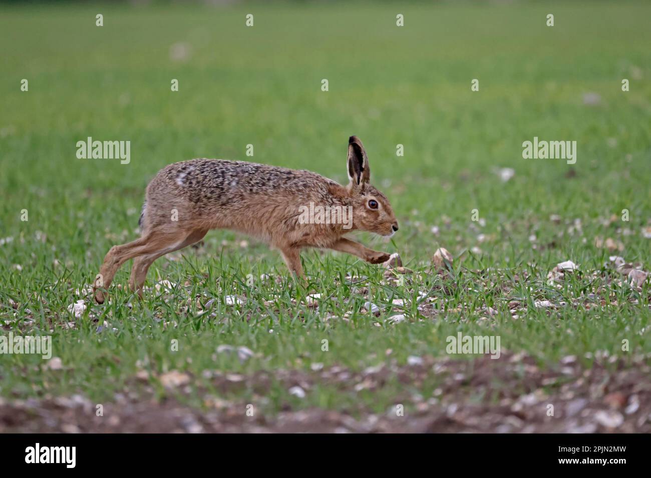 Brown Hare running in Norfolk UK Stock Photo - Alamy