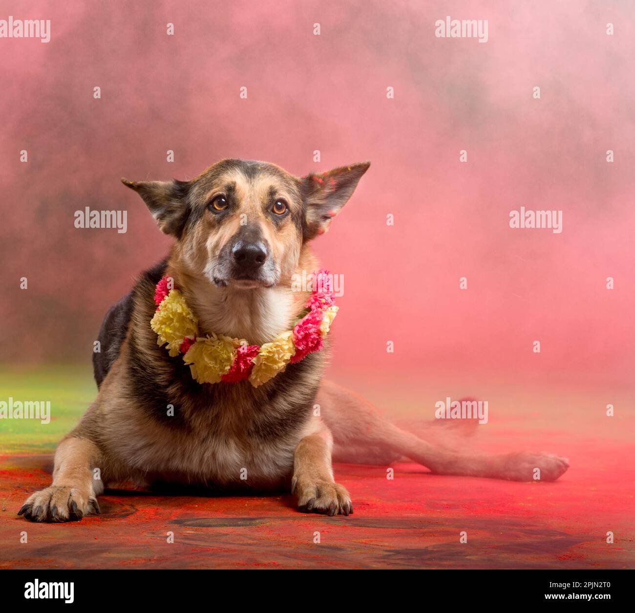pictures of dog sesion kukur tihar stile Stock Photo - Alamy