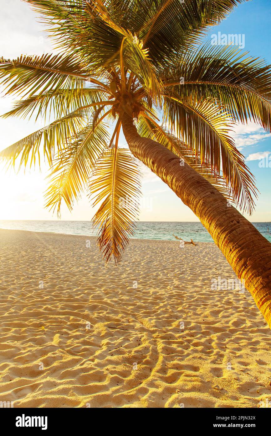 Beautiful palm tree with green foliage hanging under blue ocean water ...