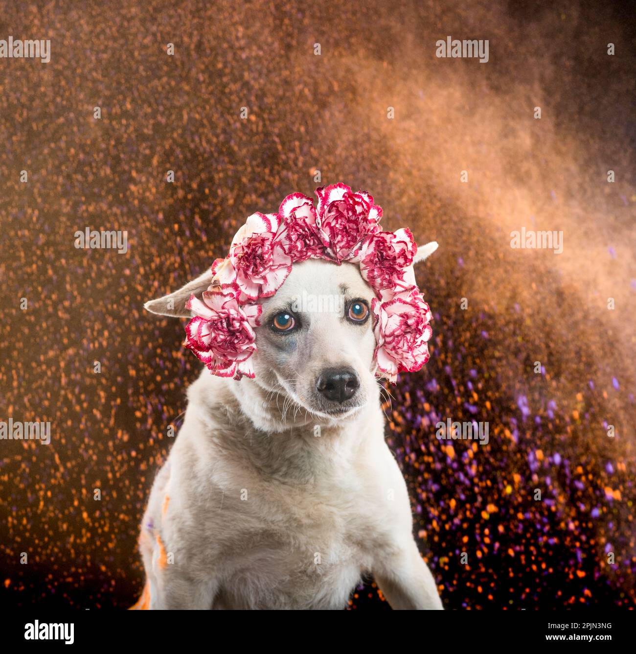 pictures of dog sesion kukur tihar stile Stock Photo - Alamy
