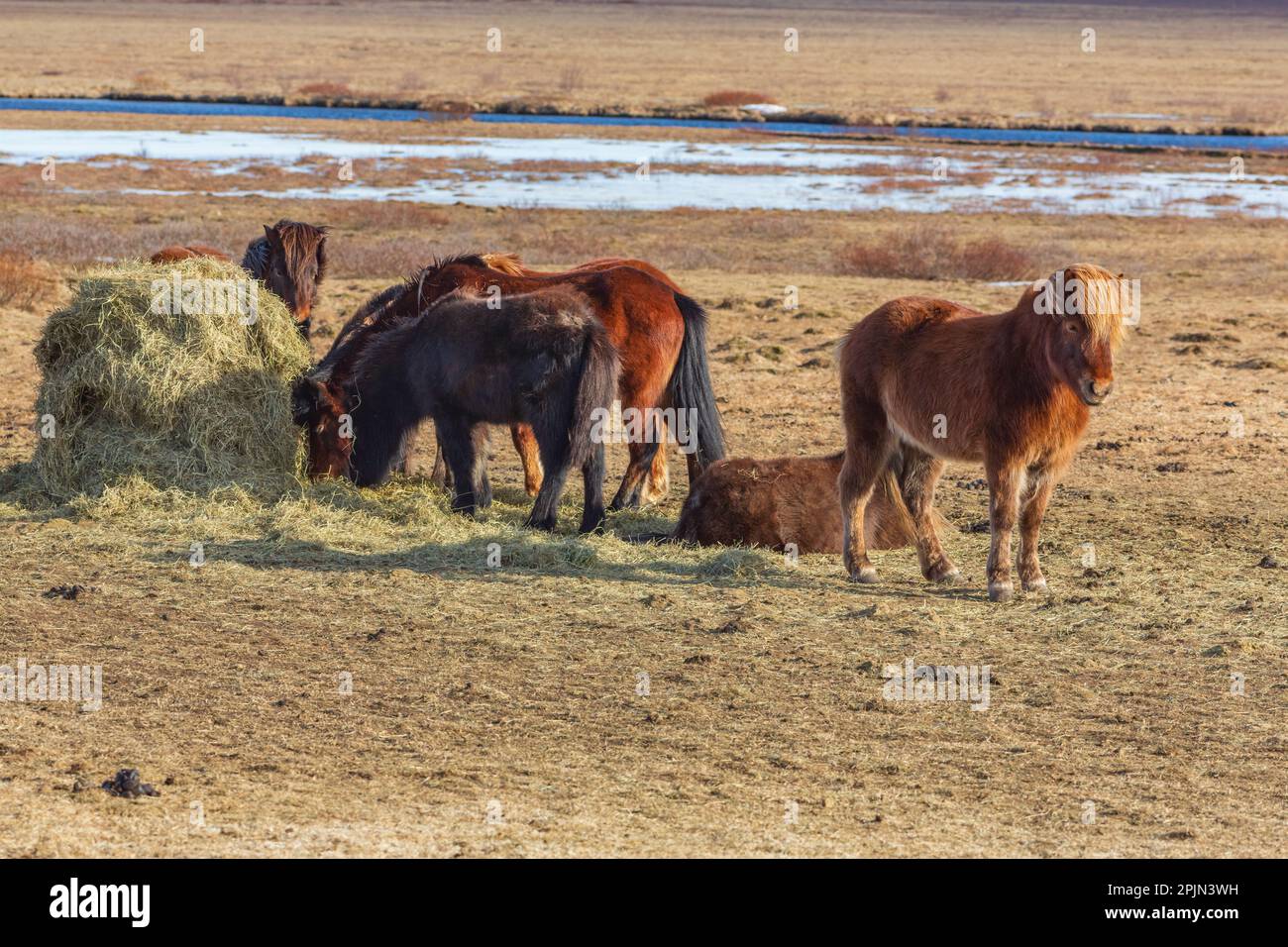 Icelandic horses eat hay hi-res stock photography and images - Alamy
