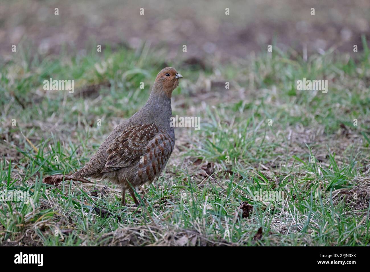 Grey Partridge in a field in Norfolk UK Stock Photo - Alamy