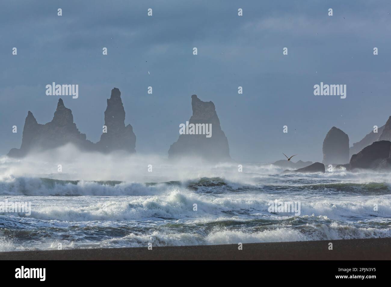 Seagulls rejoice at the storm on the Basalt Sea Stacks Reynisdrangar ...