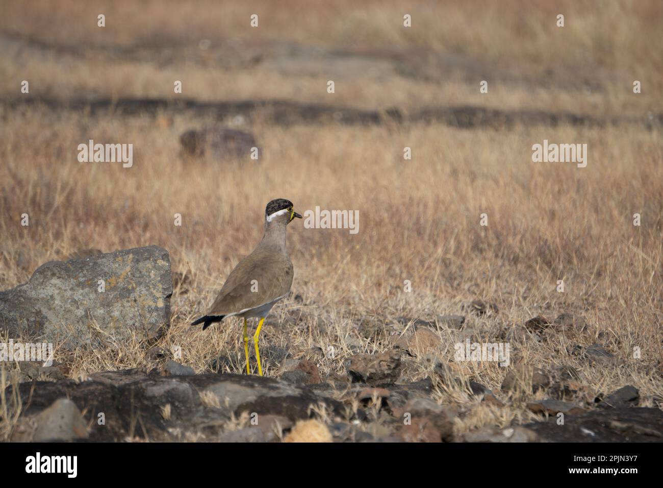 Hoopoe lapwing bird hi-res stock photography and images - Alamy