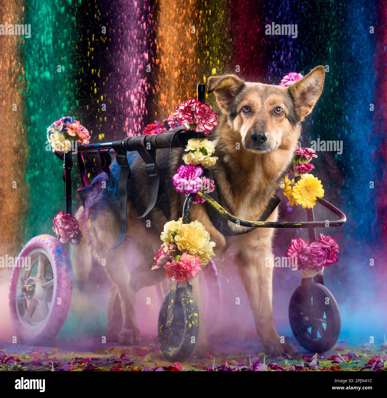 pictures of dog sesion kukur tihar stile Stock Photo - Alamy