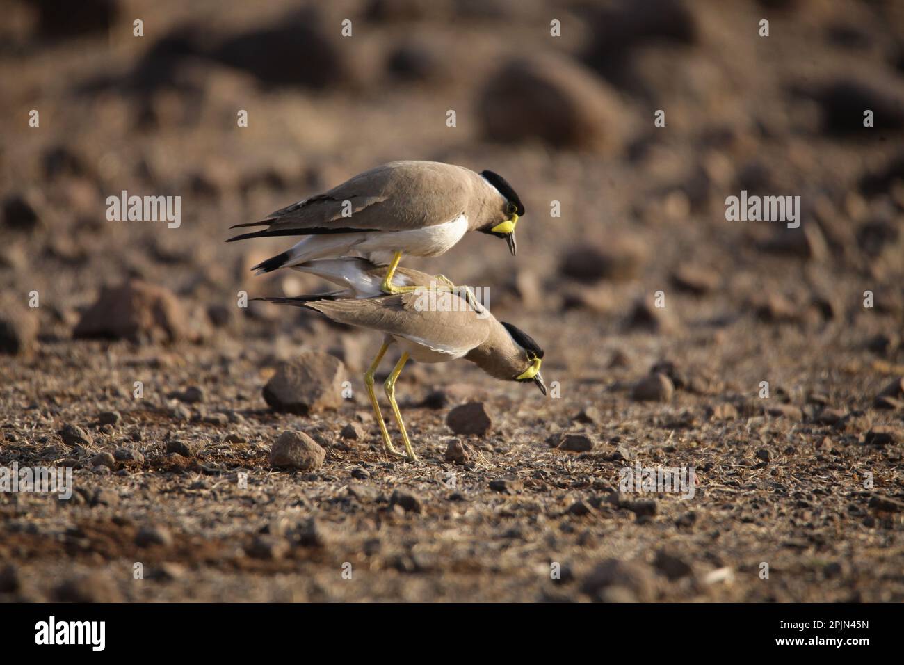 yellow-wattled lapwing (Vanellus malabaricus), satara maharashtra india ...