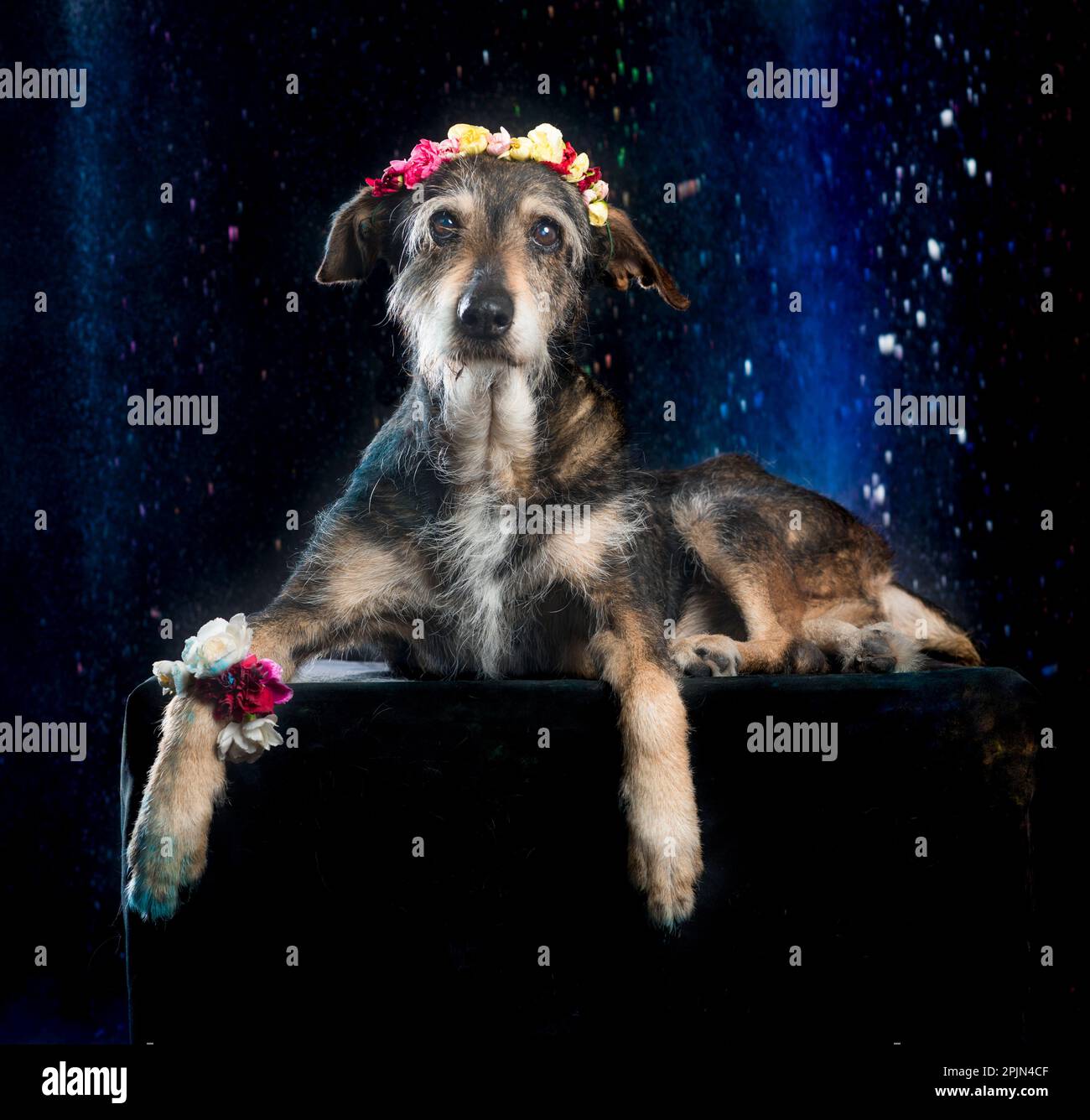pictures of dog sesion kukur tihar stile Stock Photo - Alamy